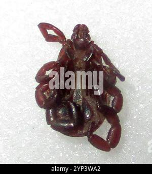 Pepper Ticks (Rhipicephalus Stock Photo - Alamy