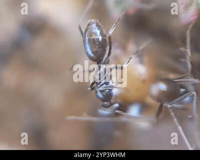 Crazy Pyramid Ant (Dorymyrmex insanus) Insecta Stock Photo - Alamy