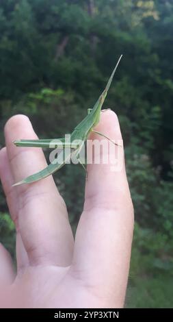 Oriental longheaded locust (Acrida cinerea Stock Photo - Alamy