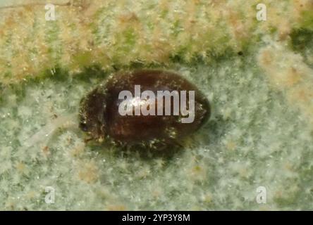Lady, Fungus, Scavenger, and Bark Beetles (Coccinelloidea Stock Photo ...