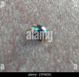 A metallic Blue Lady Beetle, Curinus coeruleus, on a leaf Stock Photo ...