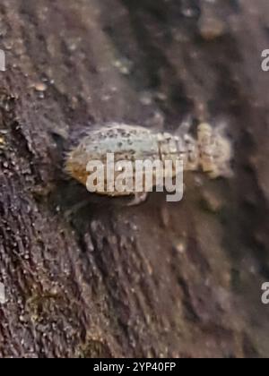 Barklice, Booklice, and Parasitic Lice (Psocodea Stock Photo - Alamy