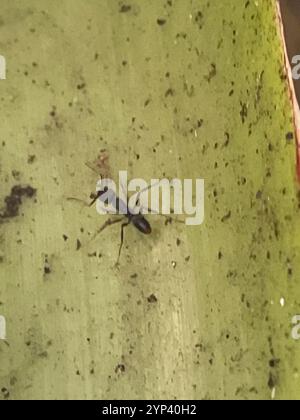Pony Ants (Rhytidoponera Stock Photo - Alamy