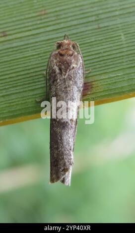 Sharp-Tipped Bell Moth (Epalxiphora axenana), Insecta, Manaia, New ...