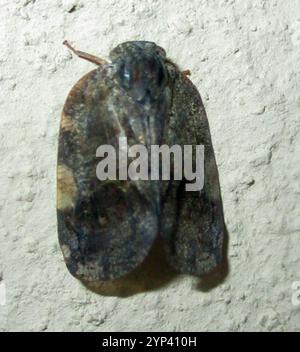 Ricaniid Planthoppers (Ricaniidae Stock Photo - Alamy