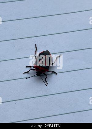 A Two-spotted Stink Bug (Perillus bioculatus) nymph on a leaf Stock ...