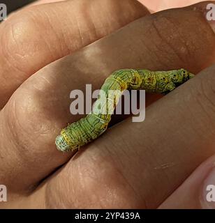 Woolly Gray Moth (Lycia ypsilon Stock Photo - Alamy