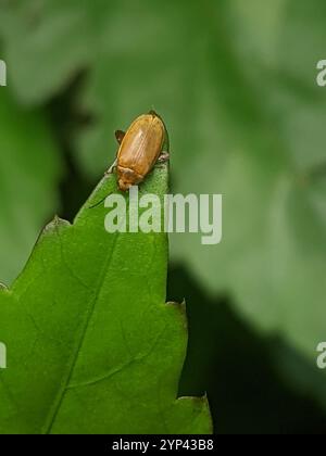 Marsh Beetles (Scirtidae Stock Photo - Alamy