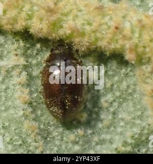 Lady, Fungus, Scavenger, and Bark Beetles (Coccinelloidea Stock Photo ...