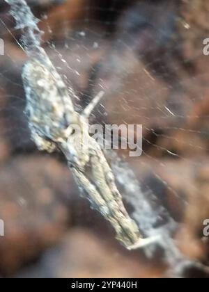 Feather-legged Spiders (Uloborus Stock Photo - Alamy