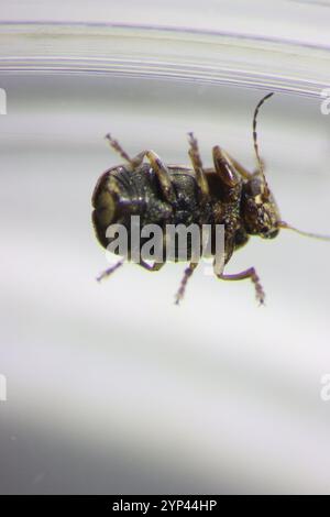 Tail-spotted Pachy (Pachybrachis hepaticus Stock Photo - Alamy