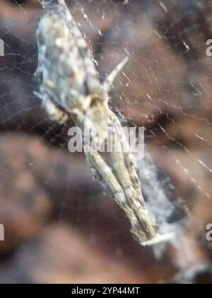Feather-legged Spiders (Uloborus Stock Photo - Alamy