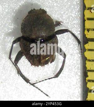 Spider Dung Beetles (Sisyphus Stock Photo - Alamy