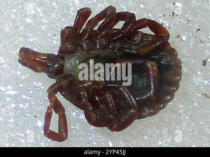 South African Bont Tick (Amblyomma hebraeum Stock Photo - Alamy