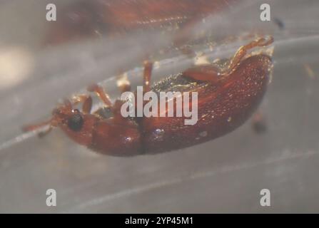 Red Marsh Ladybird (Coccidula rufa Stock Photo - Alamy