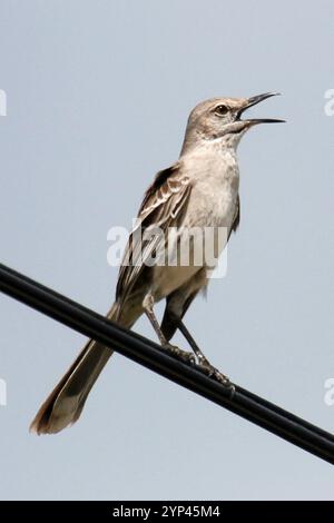 Bahama Mockingbird (Mimus gundlachii Stock Photo - Alamy