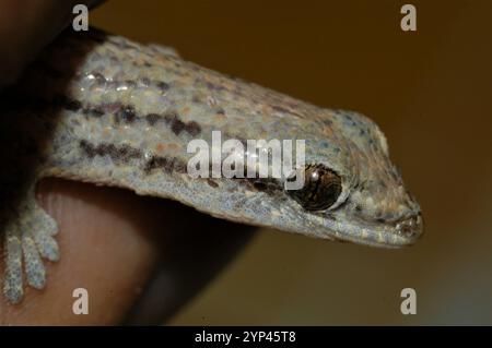 Mojanga Fish-scale Gecko (Geckolepis polylepis Stock Photo - Alamy