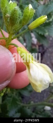 Mediterranean Radish (Raphanus raphanistrum landra Stock Photo - Alamy