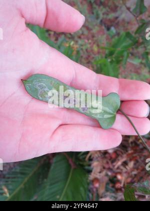 Earleaf Greenbrier (Smilax auriculata Stock Photo - Alamy