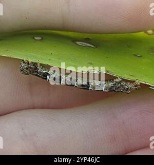 Woolly Gray Moth (Lycia ypsilon Stock Photo - Alamy