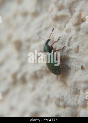 Black-beaked green weevil (Hypera nigrirostris Stock Photo - Alamy