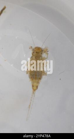 Small Square-gilled Mayflies (Caenidae Stock Photo - Alamy