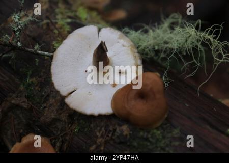 Bay Polypore (Picipes badius Stock Photo - Alamy