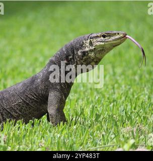 Eastern Argus Monitor (Varanus panoptes panoptes), Reptilia, Bribie ...