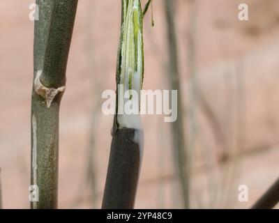 rush milkweed (Asclepias subulata Stock Photo - Alamy