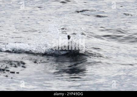 Hourglass Dolphin (Sagmatias cruciger Stock Photo - Alamy