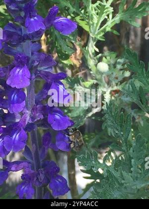 Four-banded Flower Bee (Anthophora quadrimaculata Stock Photo - Alamy