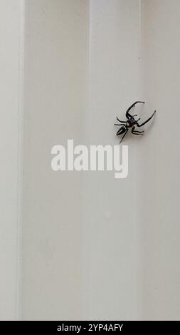 Garden Jumping Spiders (Opisthoncus Stock Photo - Alamy
