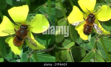 Black Mud Bee (Megachile parietina Stock Photo - Alamy