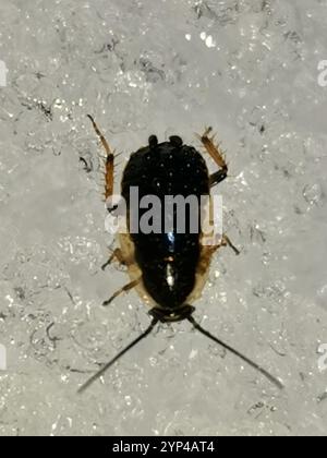 Forest Cockroach (Ectobius sylvestris Stock Photo - Alamy