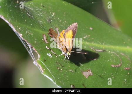 Copper Jewel (Hypochrysops apelles Stock Photo - Alamy