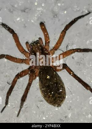 Spiny-legged Sac Spiders (Liocranidae Stock Photo - Alamy