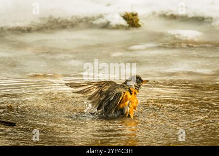 Early Spring Robin bathing in Icy Pool Stock Photo - Alamy