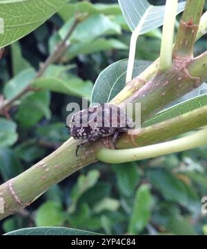 Mango Flower Beetle (Protaetia fusca Stock Photo - Alamy