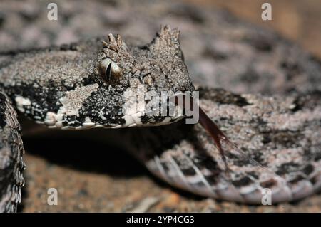 Southern Adder (Bitis armata Stock Photo - Alamy