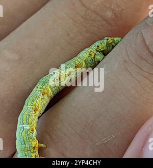 A Woolly Gray Moth (Lycia ypsilon) caterpillar (larva) mimics a twig ...