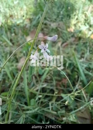 Fourleaf Vetch (Vicia acutifolia Stock Photo - Alamy