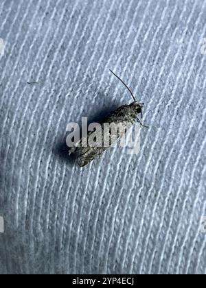 Cherry Fruitworm Moth (Aspila packardi Stock Photo - Alamy