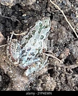 Spotted chorus frog (Pseudacris clarkii) hiding on a leaf, Brazos Bend ...