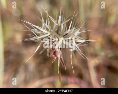 silverpuffs (Uropappus lindleyi Stock Photo - Alamy