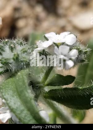 bearded cryptantha (Cryptantha barbigera Stock Photo - Alamy