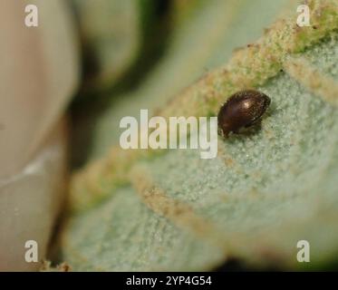 Lady, Fungus, Scavenger, and Bark Beetles (Coccinelloidea Stock Photo ...