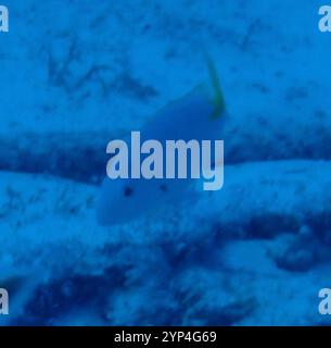 Blackfin Snapper (Lutjanus buccanella Stock Photo - Alamy