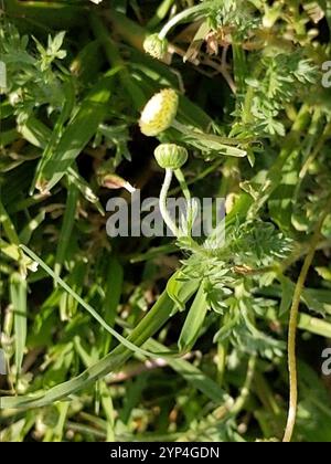 Common Cotula (Cotula australis Stock Photo - Alamy