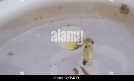 Pea Clams (Sphaeriidae Stock Photo - Alamy