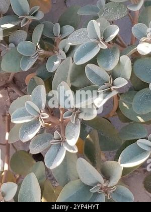 Beach Croton (Croton punctatus Stock Photo - Alamy